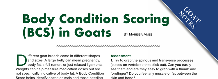 Body Condition Scoring (BCS) in Goats - Goat Journal